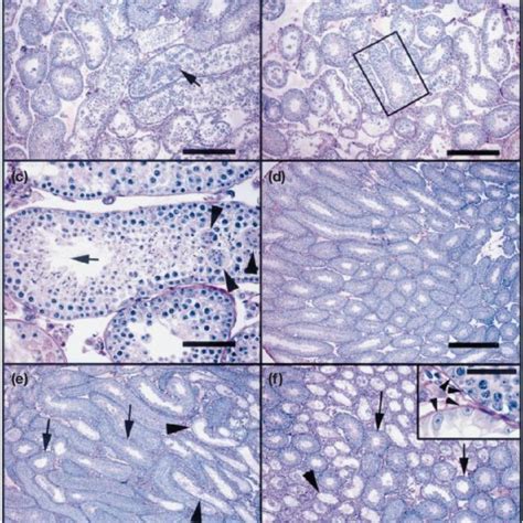 Testis Histology From Fvbn Sysb6 Chimaeric Mice A Testis