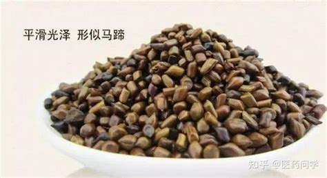 每天学一味中药 决明子 知乎