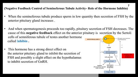 Male Sex Hormones Biosynthesisfunctions Pptx