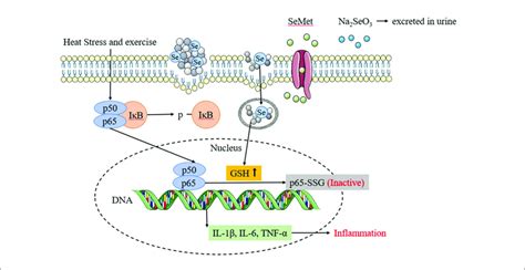 Different Selenium Supplements Inhibits Inflammatory Response By