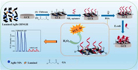 Schematic Representation Related To The Ecl Escherichia Coli Biosensor Download Scientific