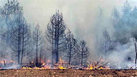 НОВИНИ Dfz Public