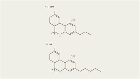 What Is Thcv Cannabis Glossary Leafly