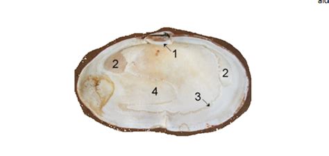 Solved Paleontology Question Considering The Picture Chegg Com