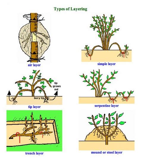 Layering Plants