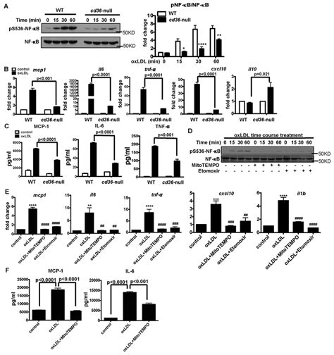 Mitochondrial Metabolic Reprogramming By Cd36 Signaling Drives
