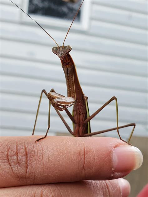Brother Found This Beautiful Narrow Winged Mantis In Our Backyard