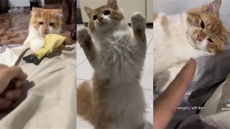 8 Tingkah Lucu Koma Kucing Kesayangan Warga Tiktok Yang Berpisah