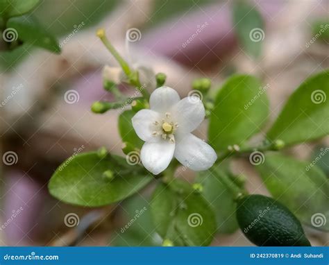 Murraya Paniculata Flower Stock Image Image Of Evergreen 242370819