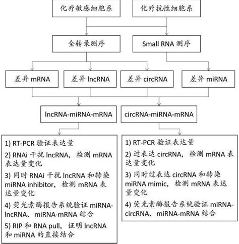 项目文章 Cerna 高分文章套路拿去，不谢 知乎