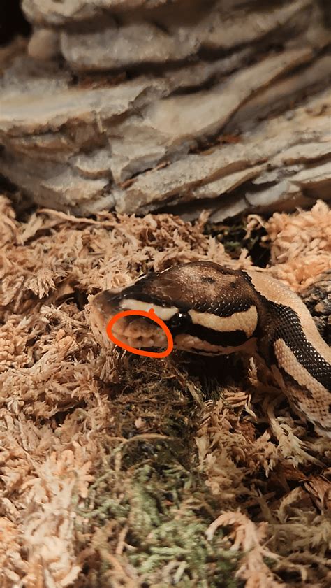 Scale Rot Rballpython