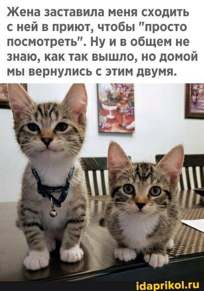 Найдено на АйДаПрикол Глупые кошки Смешные котята Забавные зверюшки