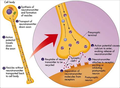 Nerve Impulse Graph