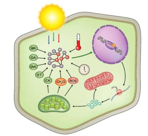 Review Transcriptional Control Of Photosynthetic Capacity Conservation And Divergence From