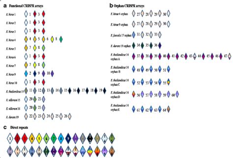 Schematic Of Crispr Cas Systems Identified In Whole Genome Sequence