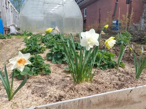 By News En On Linkedin What Citrus Peels Can Be Collected For The