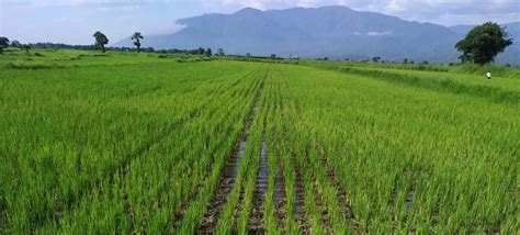 ကလေးမြို့နယ် ကျွန်းတောကျေးရွာတွင် ဧရာမင်းမိုးစပါး Fs Rs မျိုးစေ့ထုတ်စိုက်ခင်းအား ပေါင်းမြက်ရှင