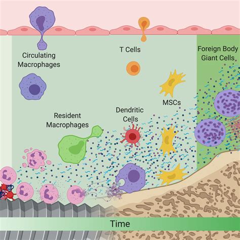 A Schematic Of Events That Take Place At The Biomaterial Host Interface