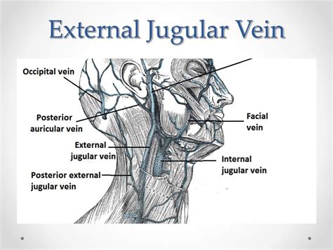 Ppt Meninges Csf And Blood Supply Of The Head And Neck Powerpoint