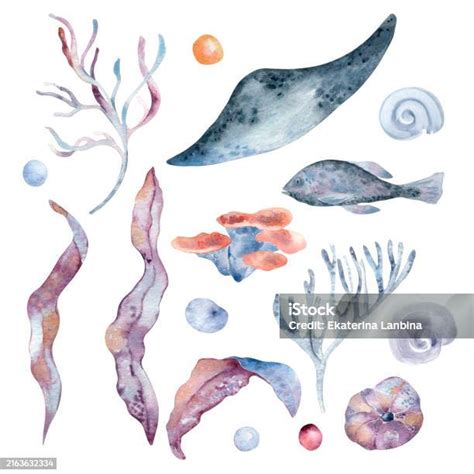 해초와 가오리가 있는 해양 생물이 수채화로 그려져 있습니다 바다 생물 바다 조개 암초 산호 그림 절연 벽지 분홍색과 파란색 톤의 그림에서 바다 주민과 식물의 세트 가오리