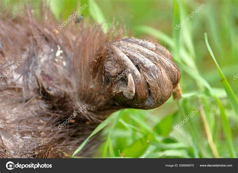 Close Detailed View Beavers Right Claw Paw Wildlife Struck Killed