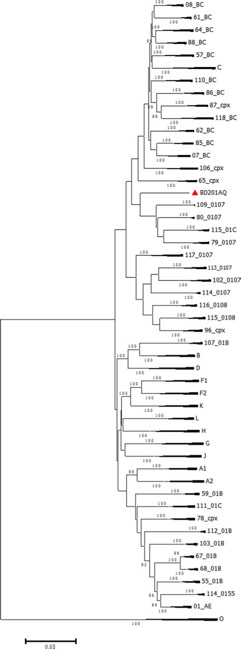 Phylogenetic Tree Of The Near Full Length Genome Sequence Of Bd201aq