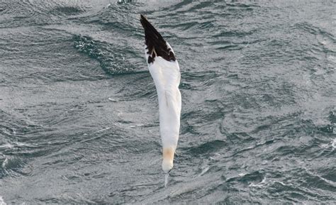 The Blog For My First Survey With Marinelife 😊 Julia Corson