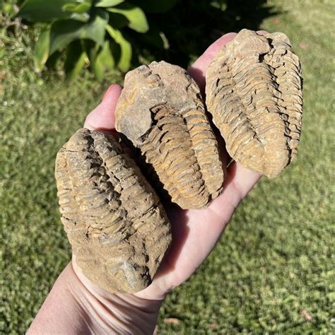 Trilobites Fossils Perfect Addition To Your Collection