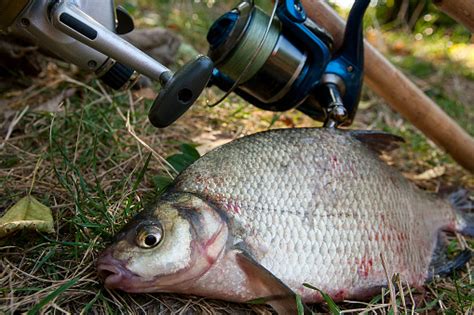자연의 배경에 여러 일반적인 도미 피쉬 녹색 잔디에 릴 민물 물고기와 낚시 막대 잡기 물고기잡이에 대한 스톡 사진 및 기타 이미지 물고기잡이 0명 강 Istock