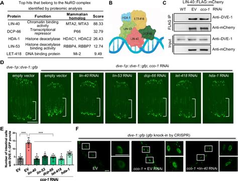 Identification And Characterization Of Dve 1 Associated Nurd Complex In