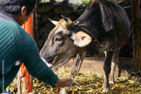 Farmer Feeding A Cow Stock Photo Adobe Stock