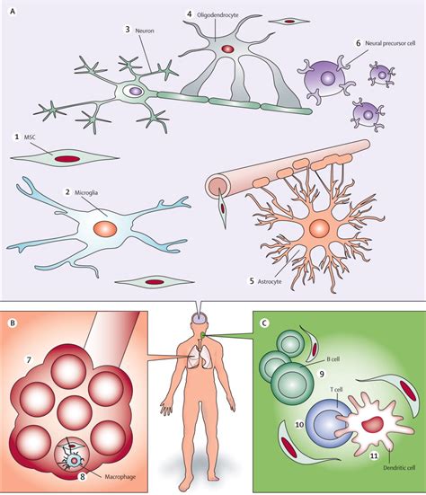 Mesenchymal Stem Cells