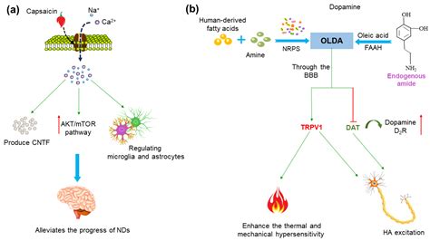 Impact Of Trpv1 On Pathogenesis And Therapy Of Neurodegenerative Diseases