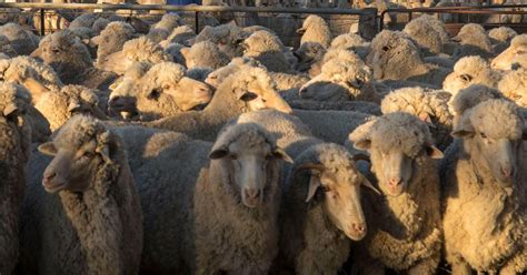 Is Wool Eco Friendly Raising Sheep Is Bad For The Planet