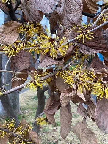 寒の戻り 樹と花と partⅡ