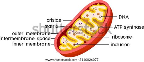 Structure Mitochondrion Isolated On White Background 库存矢量图（免版税）2110026077 Shutterstock