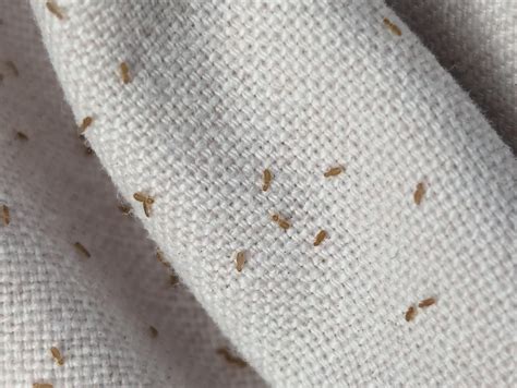 What Are All These Bugs In My Clothes R Whatisthisbug