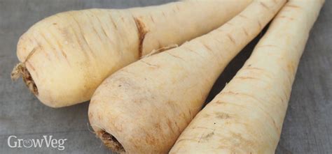 Parsnip Growing Masterclass This Crop Is Better Than Carrots