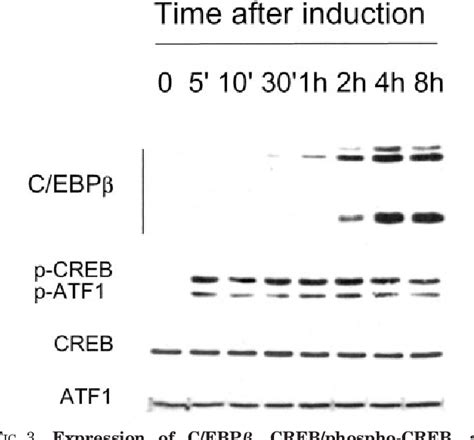 figure 1 from role of creb in transcriptional regulation of ccaat