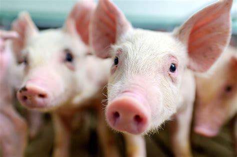 Common Swine Industry Audit Pork Checkoff