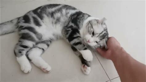全网最冤猫猫 猫抓人咬人正确纠正方式 Youtube