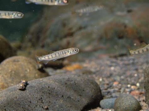 Science Friday Why Do Juvenile Steelhead Move At The Onset Of Winter