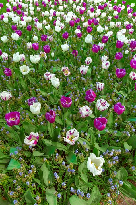 Keukenhof 꽃 정원 Lisse 네덜란드 네덜란드의 튤립 필드 무료 사진