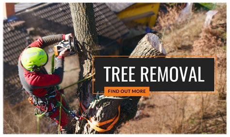 Tree Removal Services SouthEastern Melbourne Affordable Tree Loppers