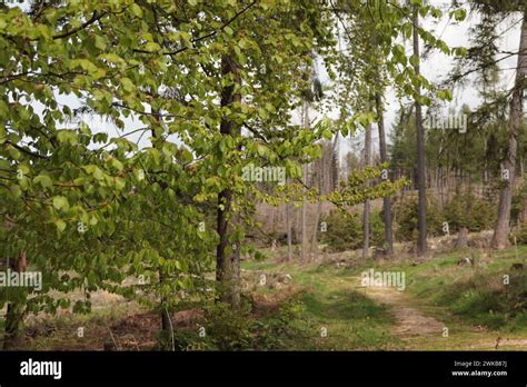 Baum Im Wald Hi Res Stock Photography And Images Alamy