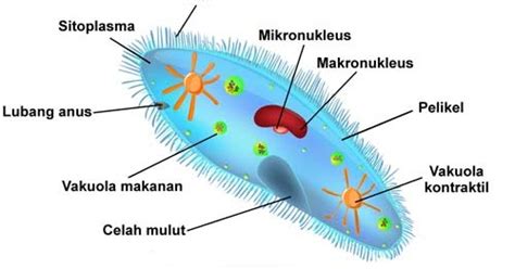 Ide Top Paramecium Uniseluler Atau Multiseluler