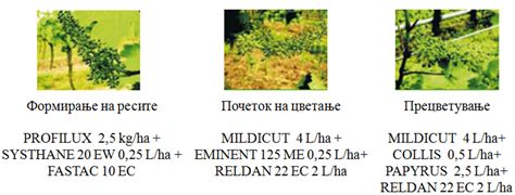 Лозарство винова лоза Зелена Берза
