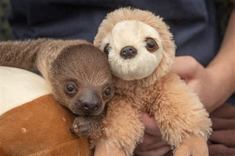 Pet Sloth