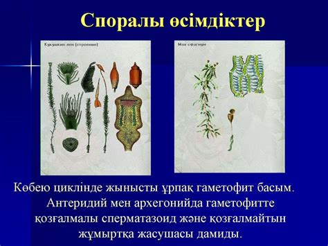 Жынысты және жыныссыз көбею және олардың түрлері - презентация онлайн