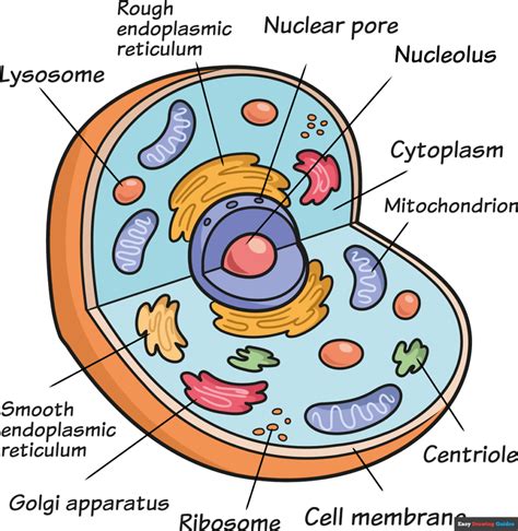 Smooth Endoplasmic Reticulum Animal Cell